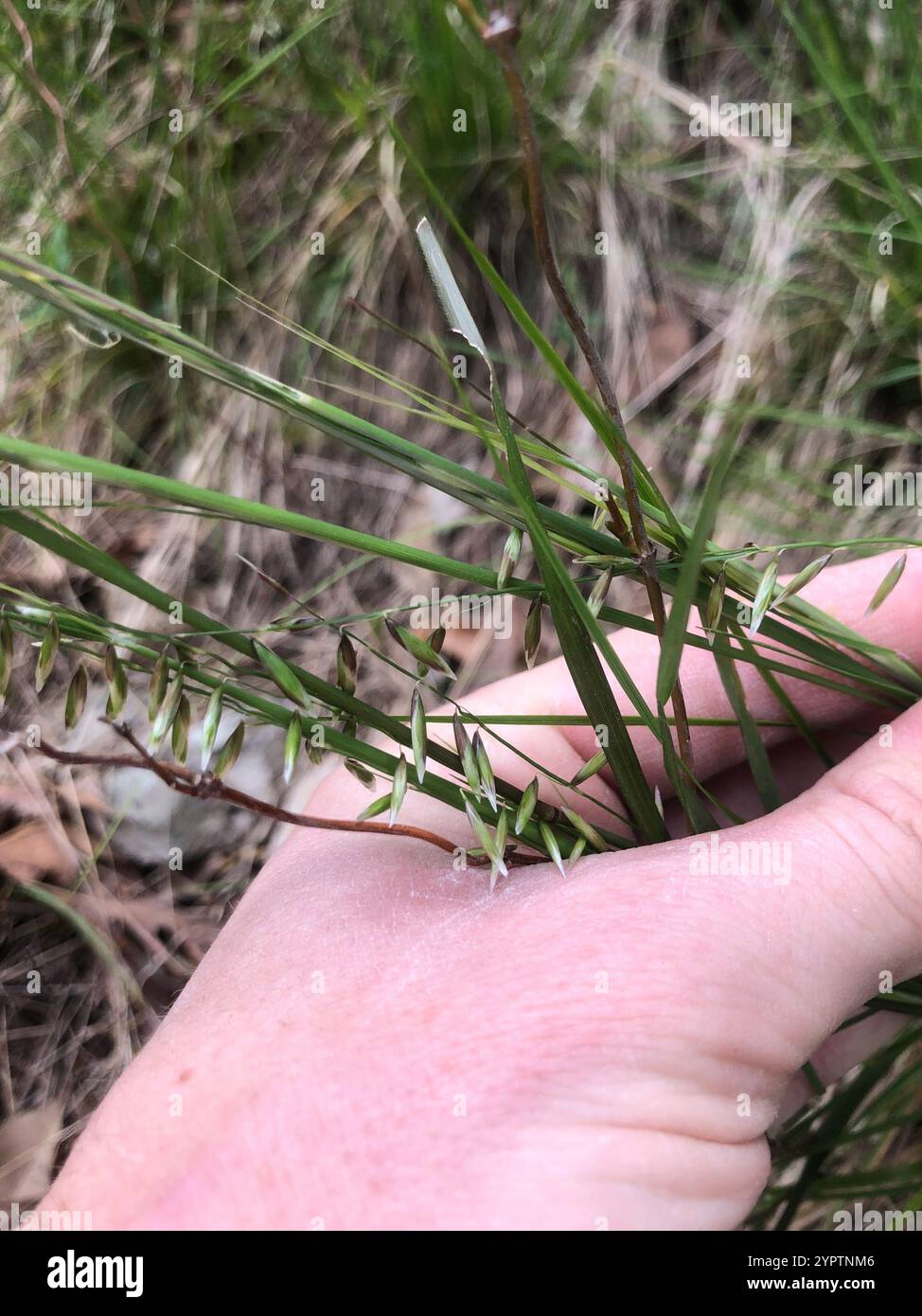 Twoflower Melicgrass (Melica mutica Stock Photo - Alamy