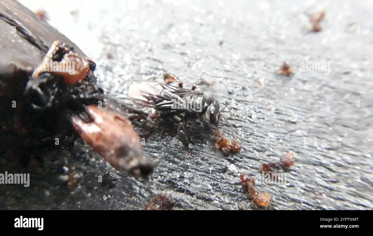 Stingless Bees (Meliponini Stock Photo - Alamy