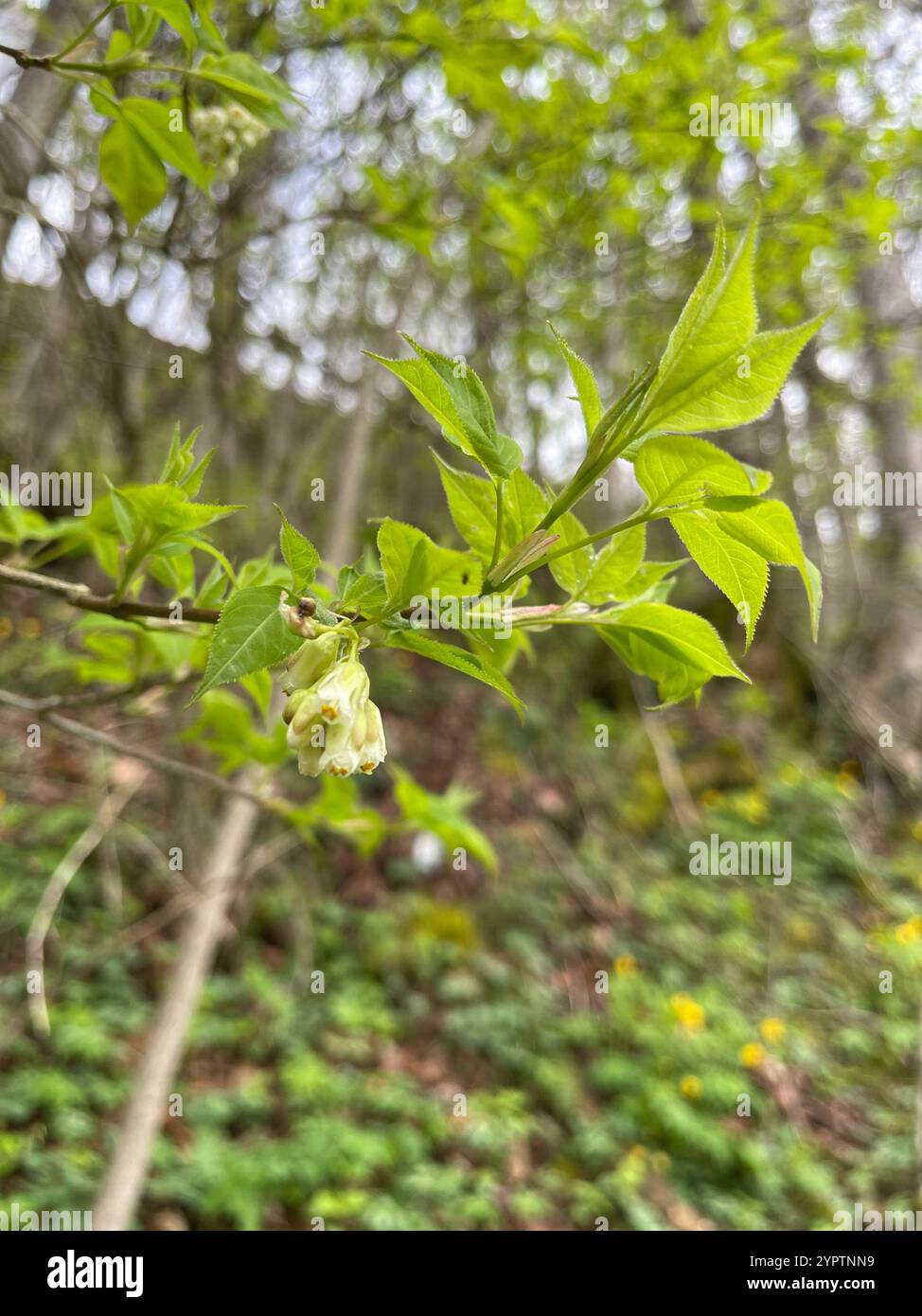 American bladdernut (Staphylea trifolia Stock Photo - Alamy