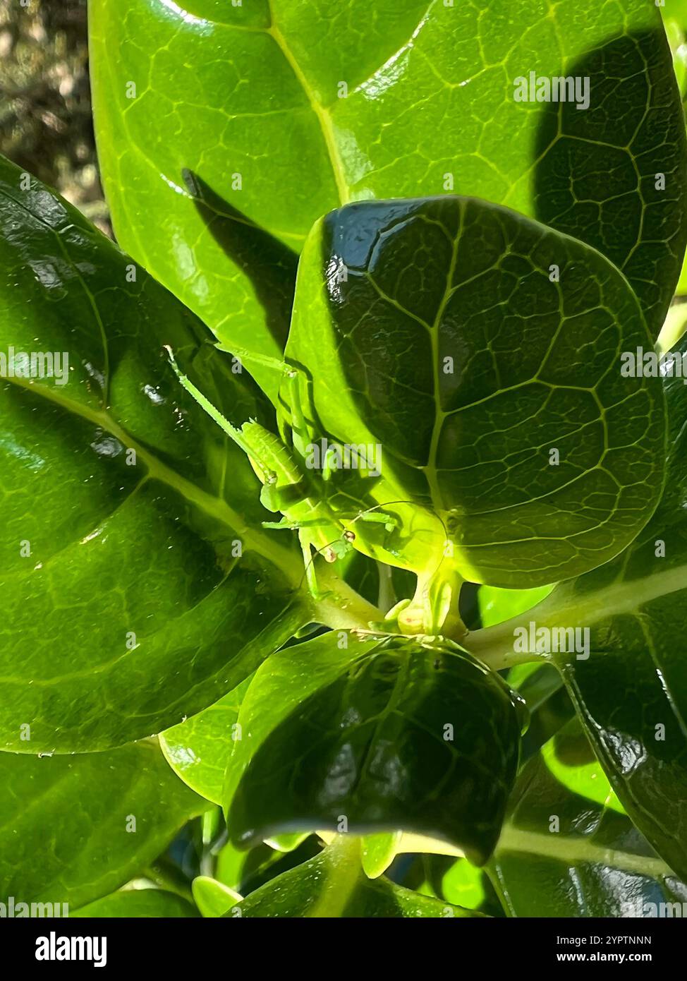 Australian Common Garden Katydid (Caedicia simplex Stock Photo - Alamy
