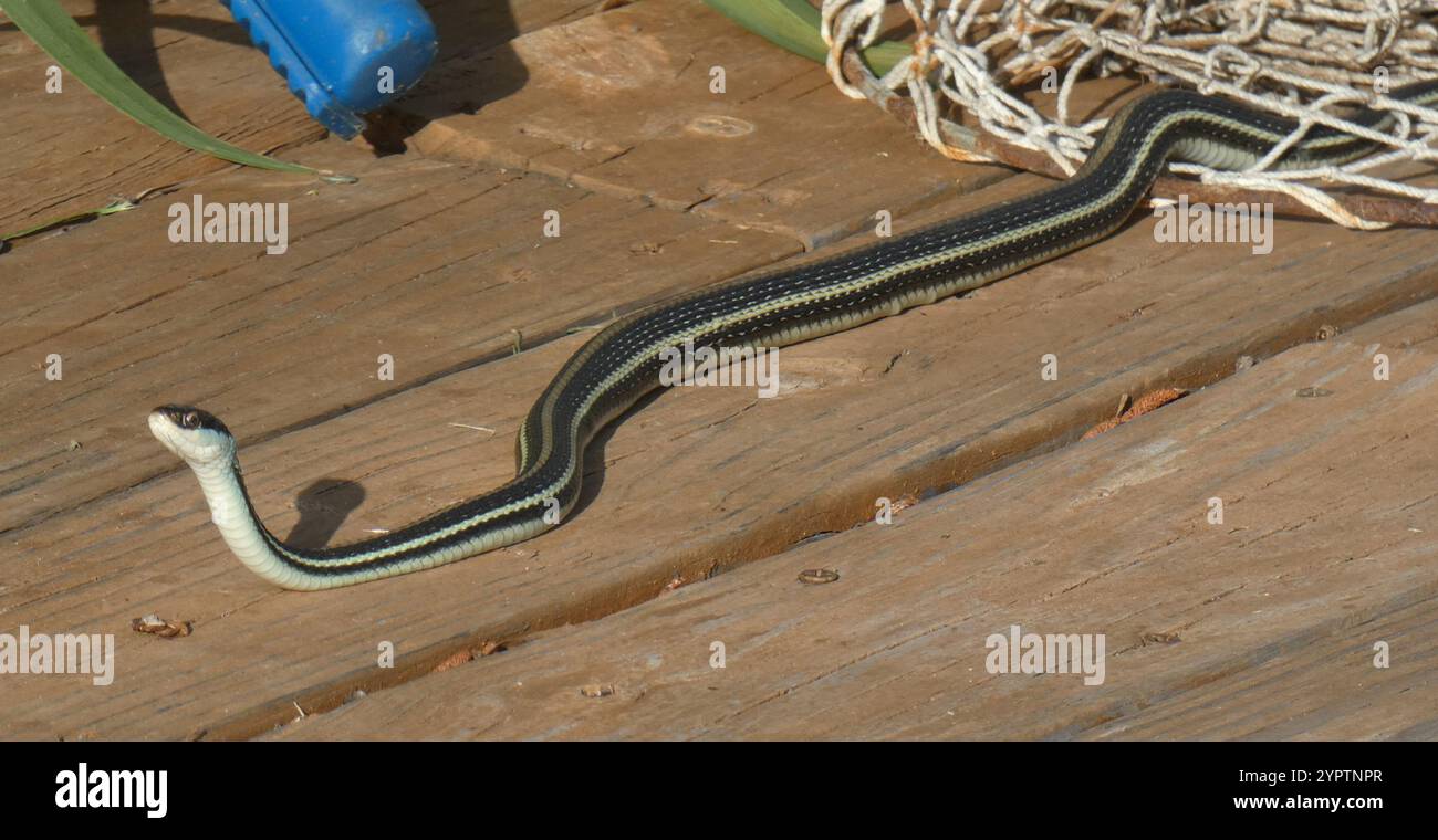 Western Ribbon Snake (Thamnophis proximus Stock Photo - Alamy