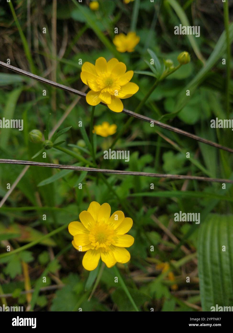 California buttercup (Ranunculus californicus Stock Photo - Alamy