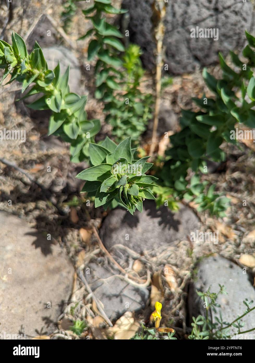 Balkan toadflax (Linaria dalmatica Stock Photo - Alamy