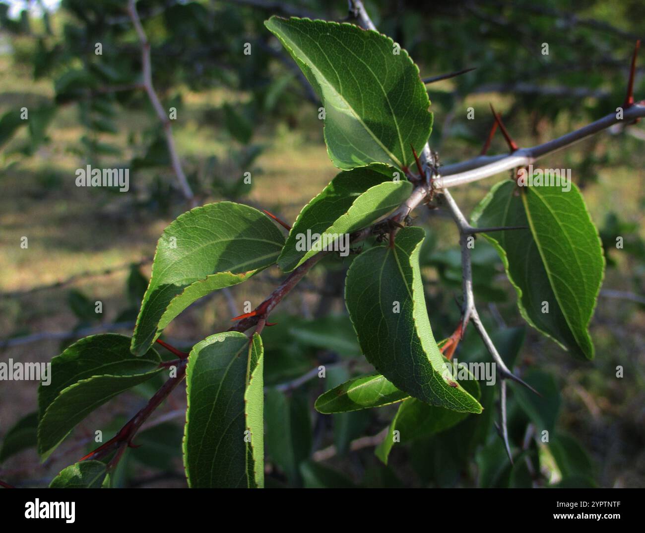 buffalo-thorn (Ziziphus mucronata Stock Photo - Alamy