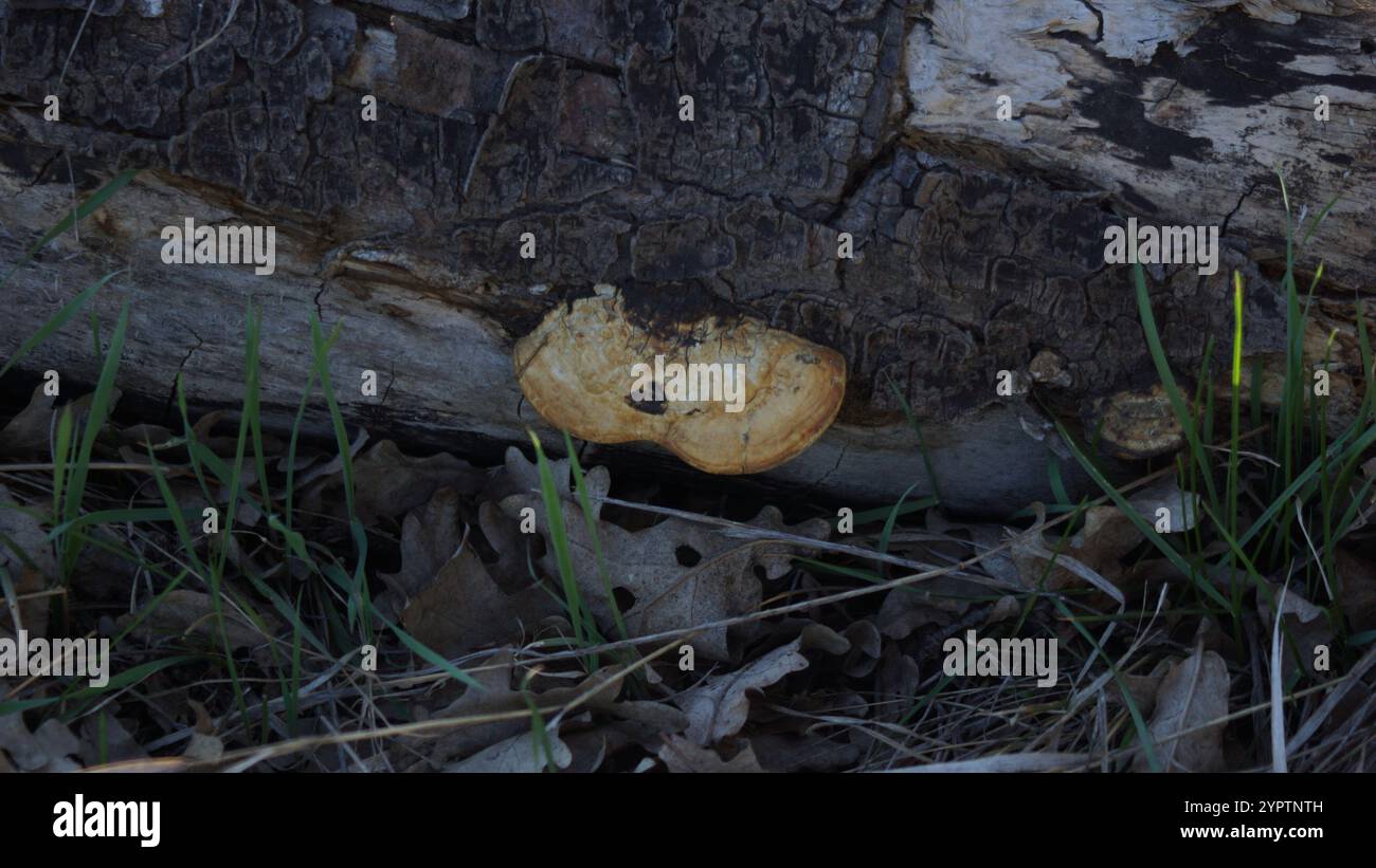 shelf fungi (Polyporales Stock Photo - Alamy