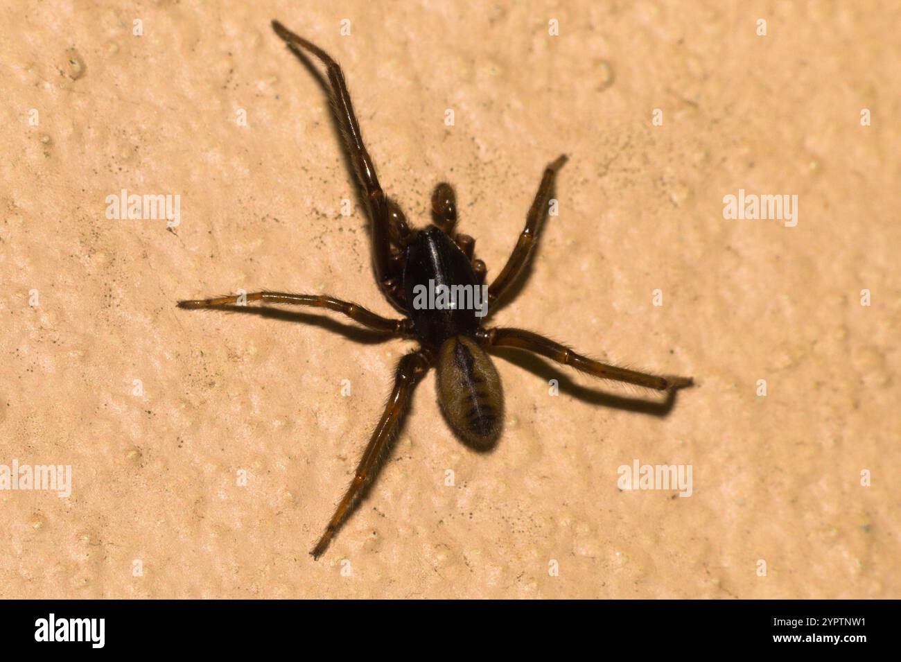 Tube web spiders hi-res stock photography and images - Alamy