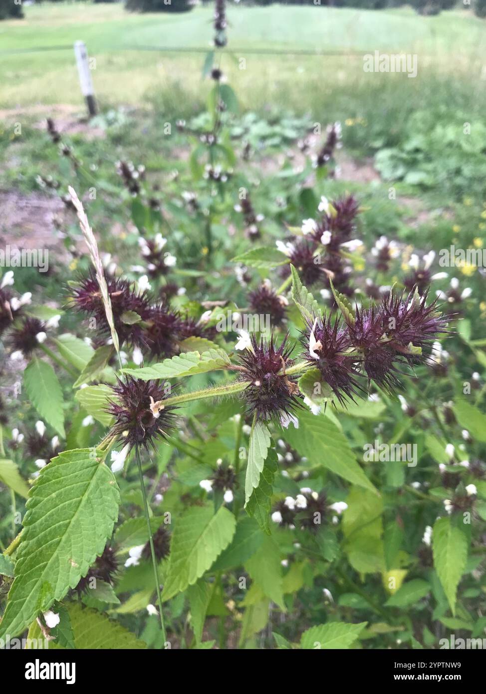 Common hemp-nettle (Galeopsis tetrahit Stock Photo - Alamy