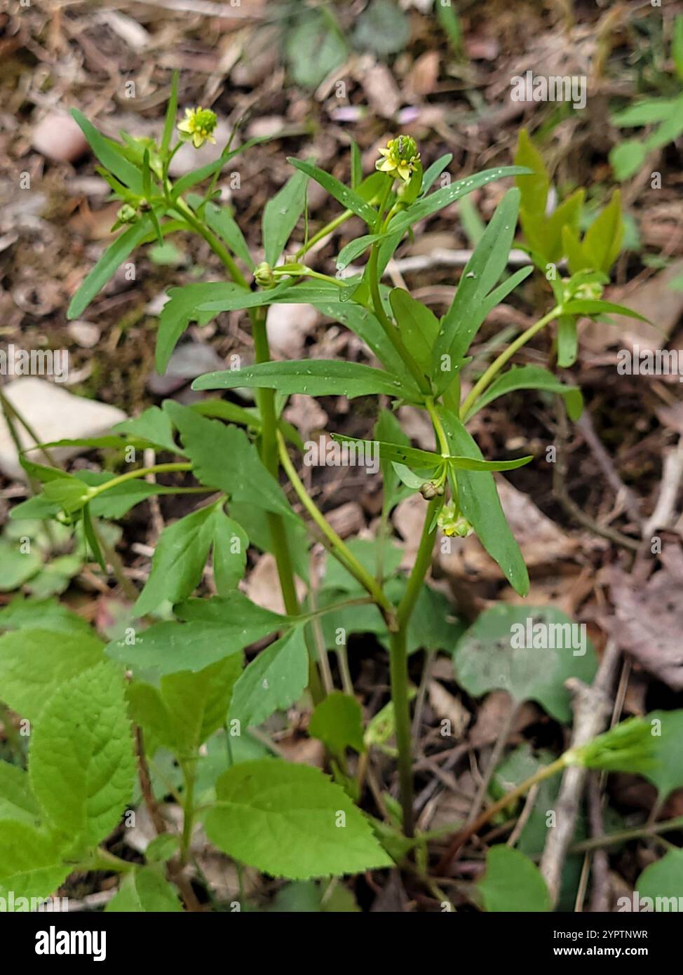 small-flowered buttercup (Ranunculus abortivus Stock Photo - Alamy