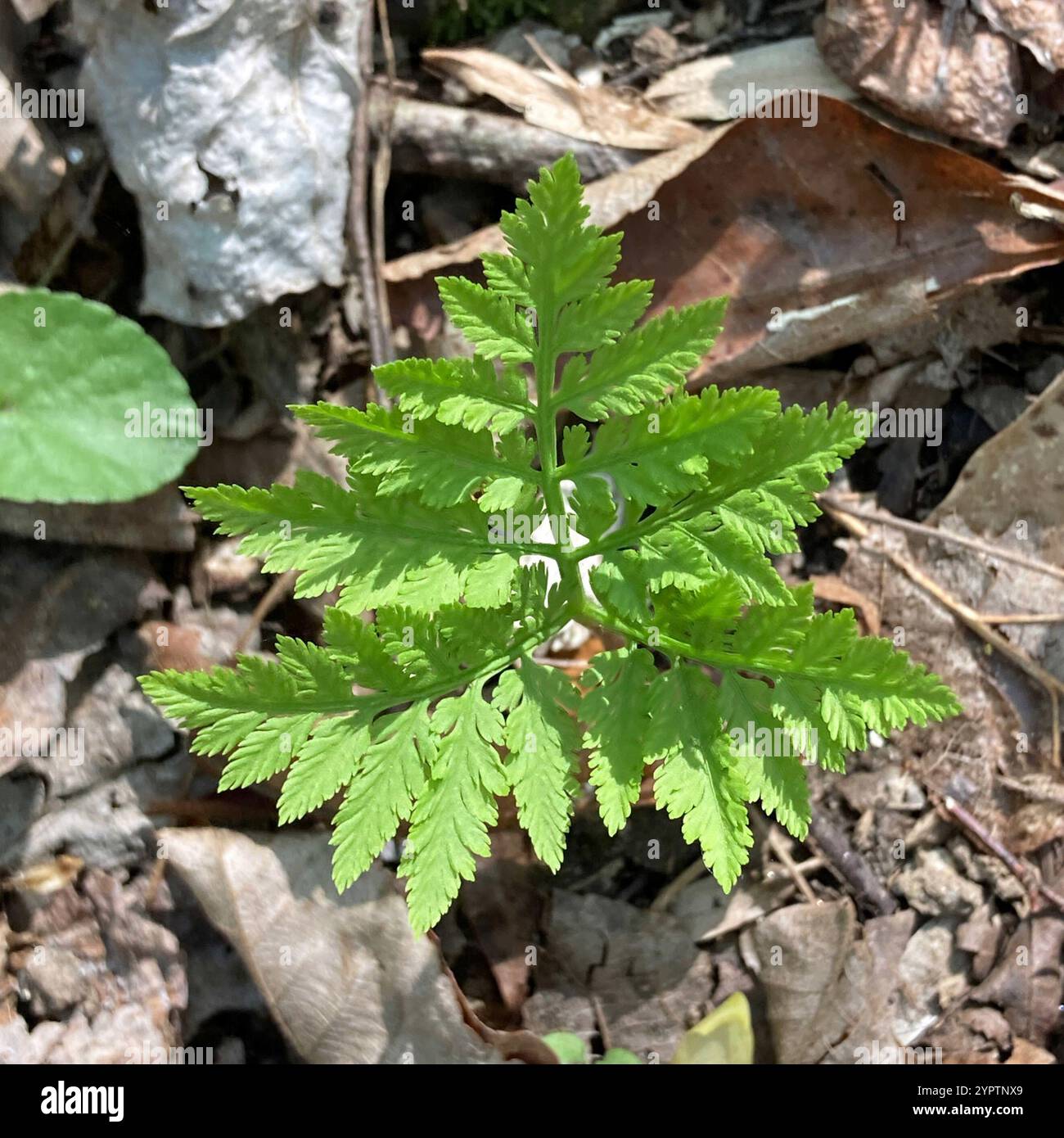 rattlesnake fern (Botrypus virginianus Stock Photo - Alamy