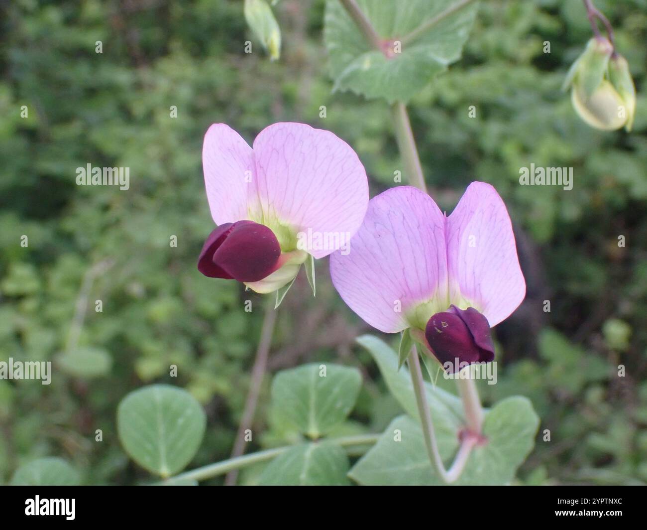 Common Pea (Pisum sativum Stock Photo - Alamy