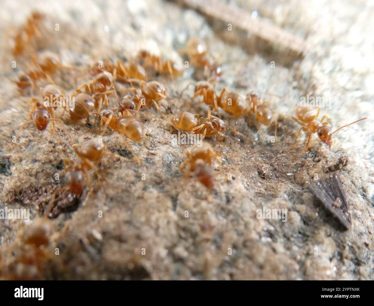 Pale-legged Fuzzy Ant (Lasius pallitarsis Stock Photo - Alamy