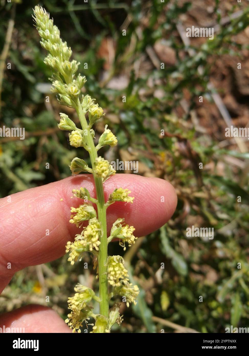 Weld (Reseda luteola Stock Photo - Alamy