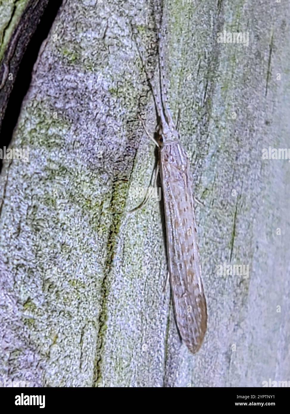 White Miller Caddisflies (Nectopsyche Stock Photo - Alamy