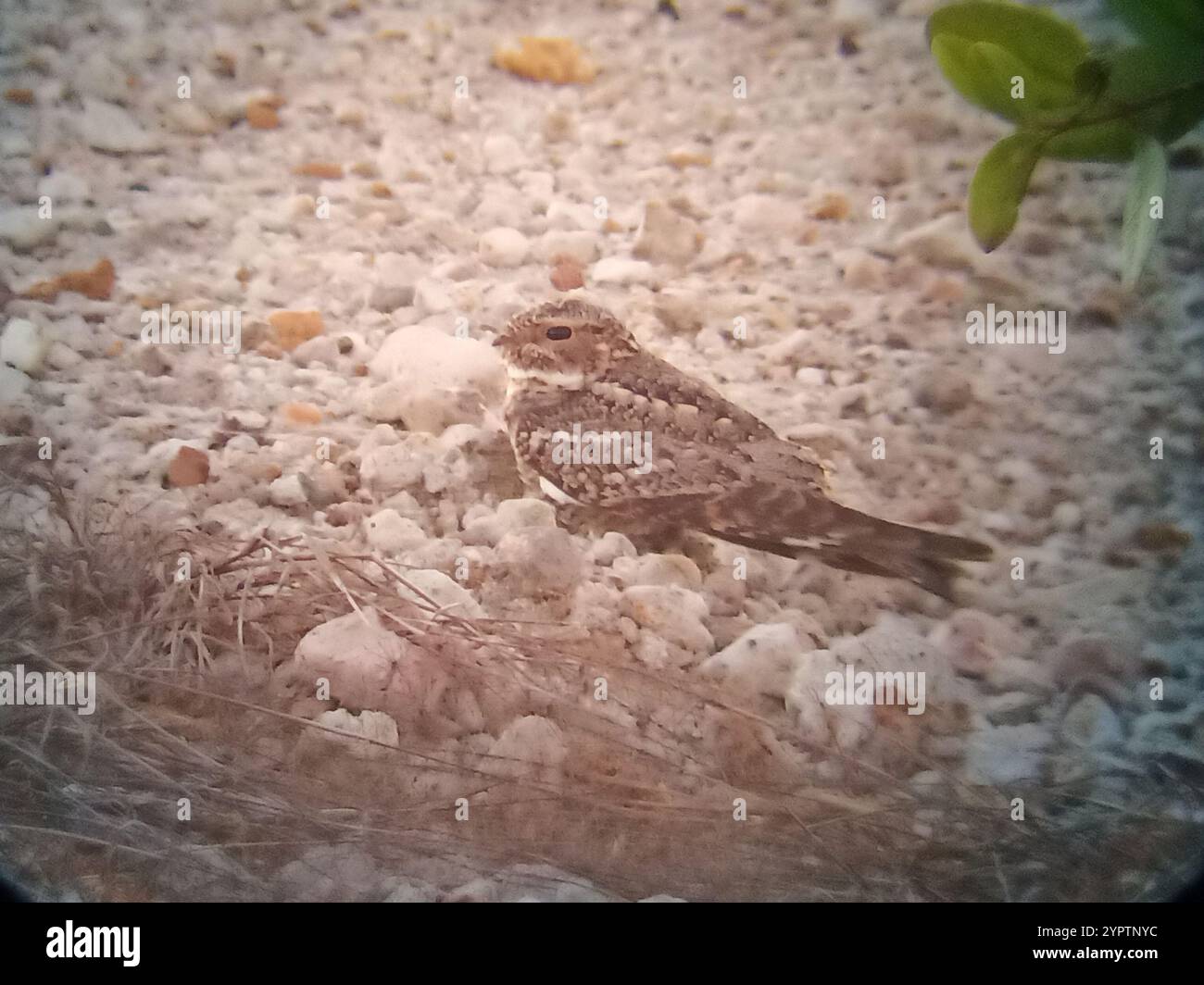 Lesser Nighthawk (Chordeiles acutipennis Stock Photo - Alamy