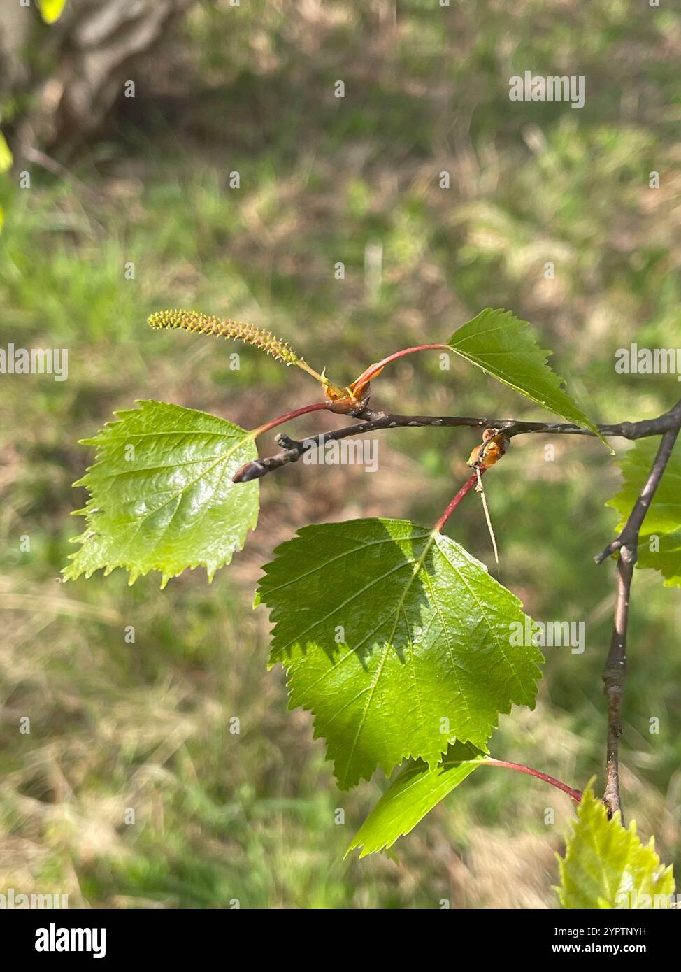 Downy Birch (Betula pubescens Stock Photo - Alamy