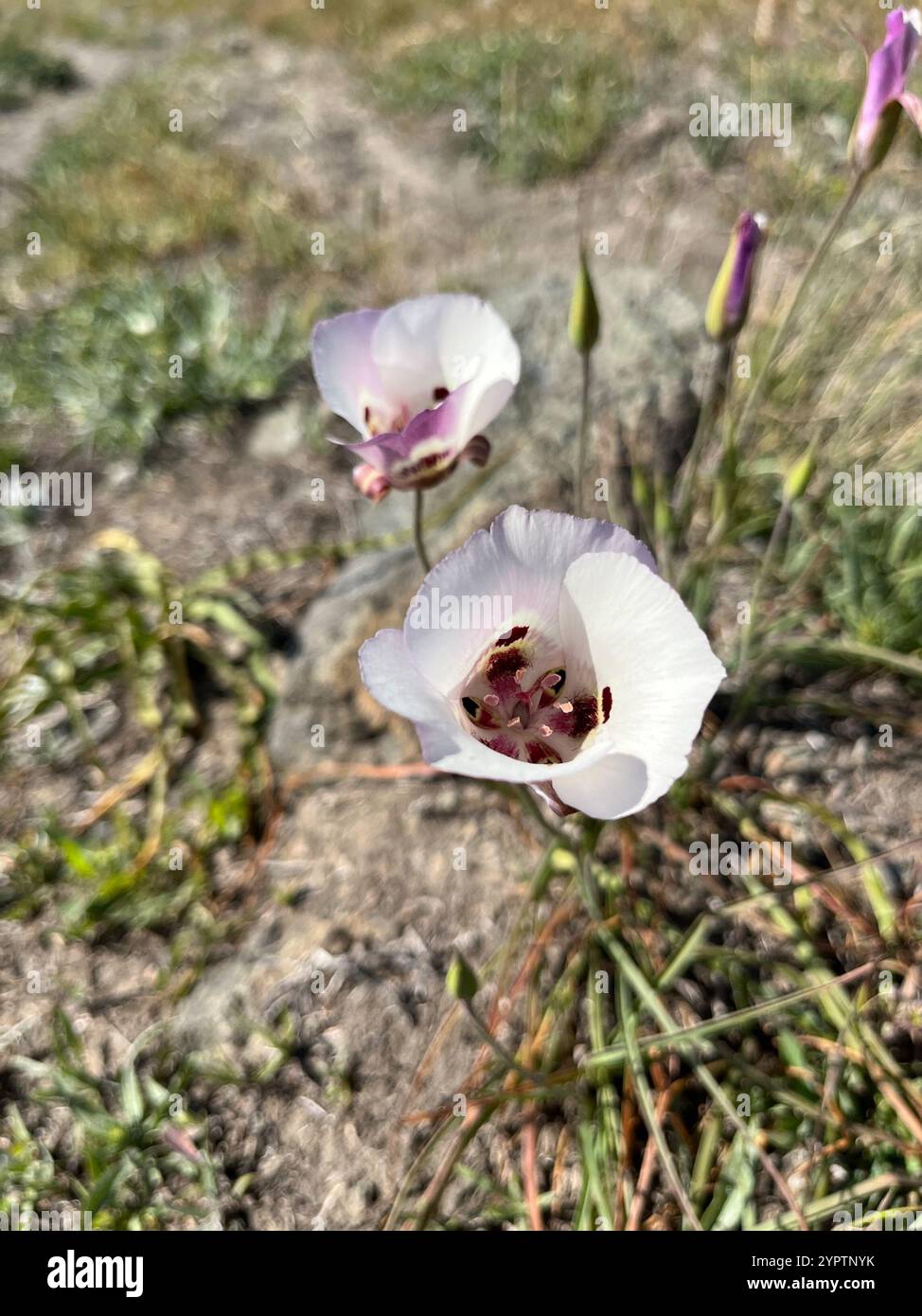clay mariposa lily (Calochortus argillosus Stock Photo - Alamy
