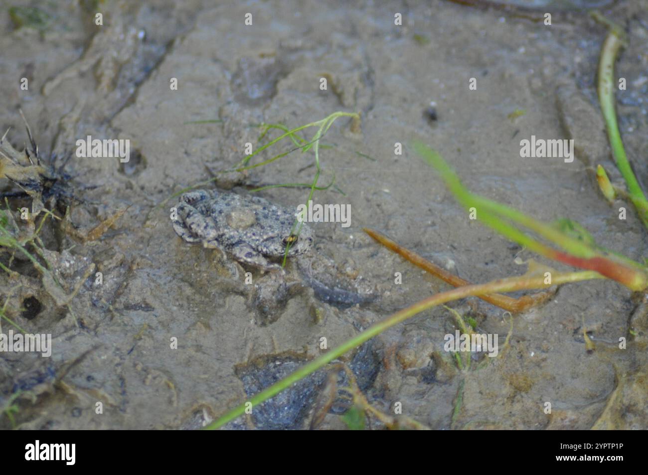 Common Midwife Toad (Alytes obstetricans Stock Photo - Alamy