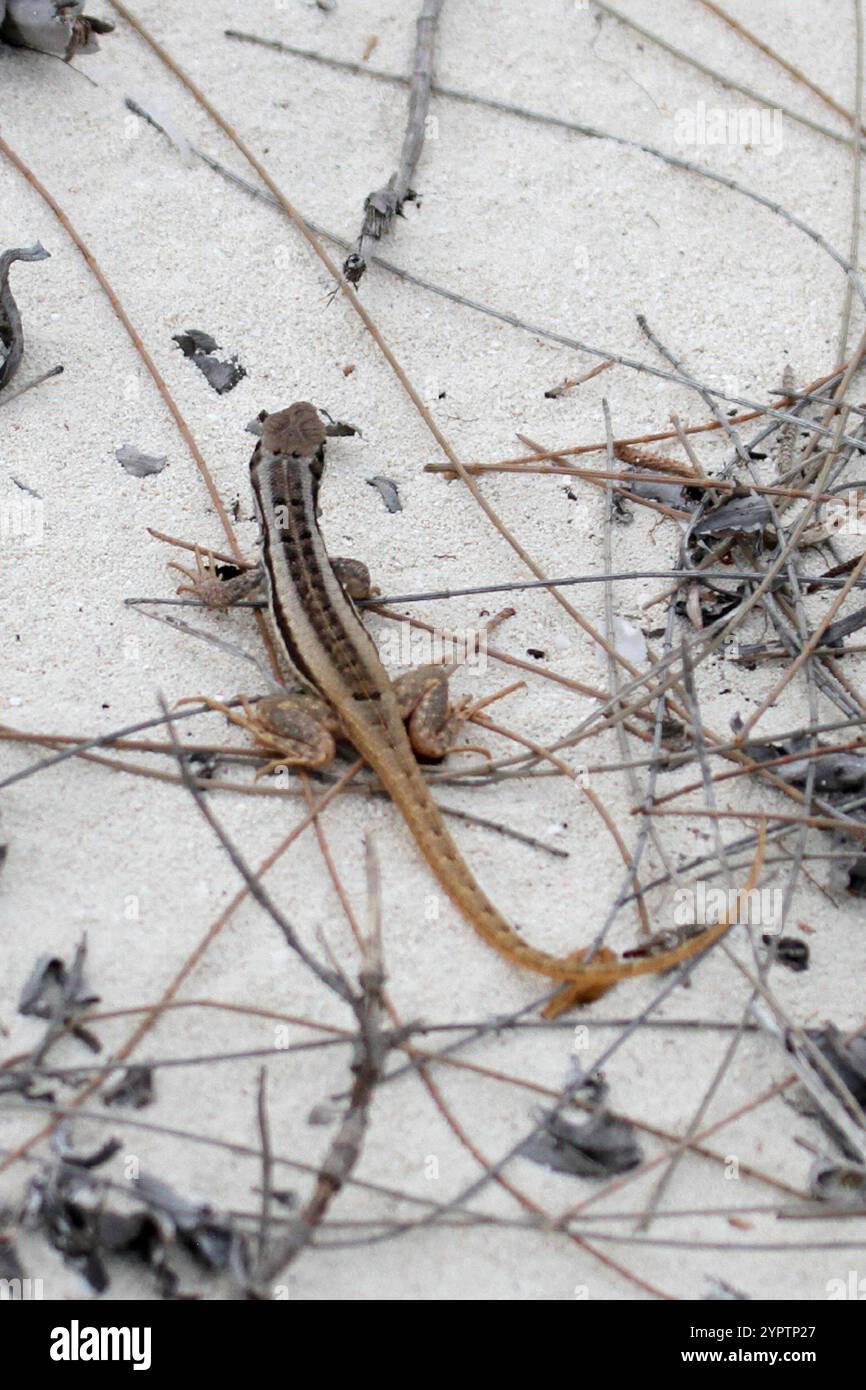 Rum Cay Curlytail Lizard (Leiocephalus loxogrammus loxogrammus Stock ...