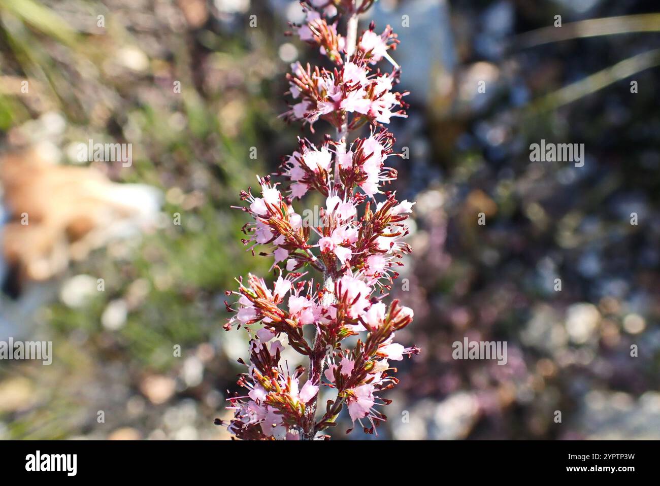 Rednut Heath (Erica anguliger Stock Photo - Alamy