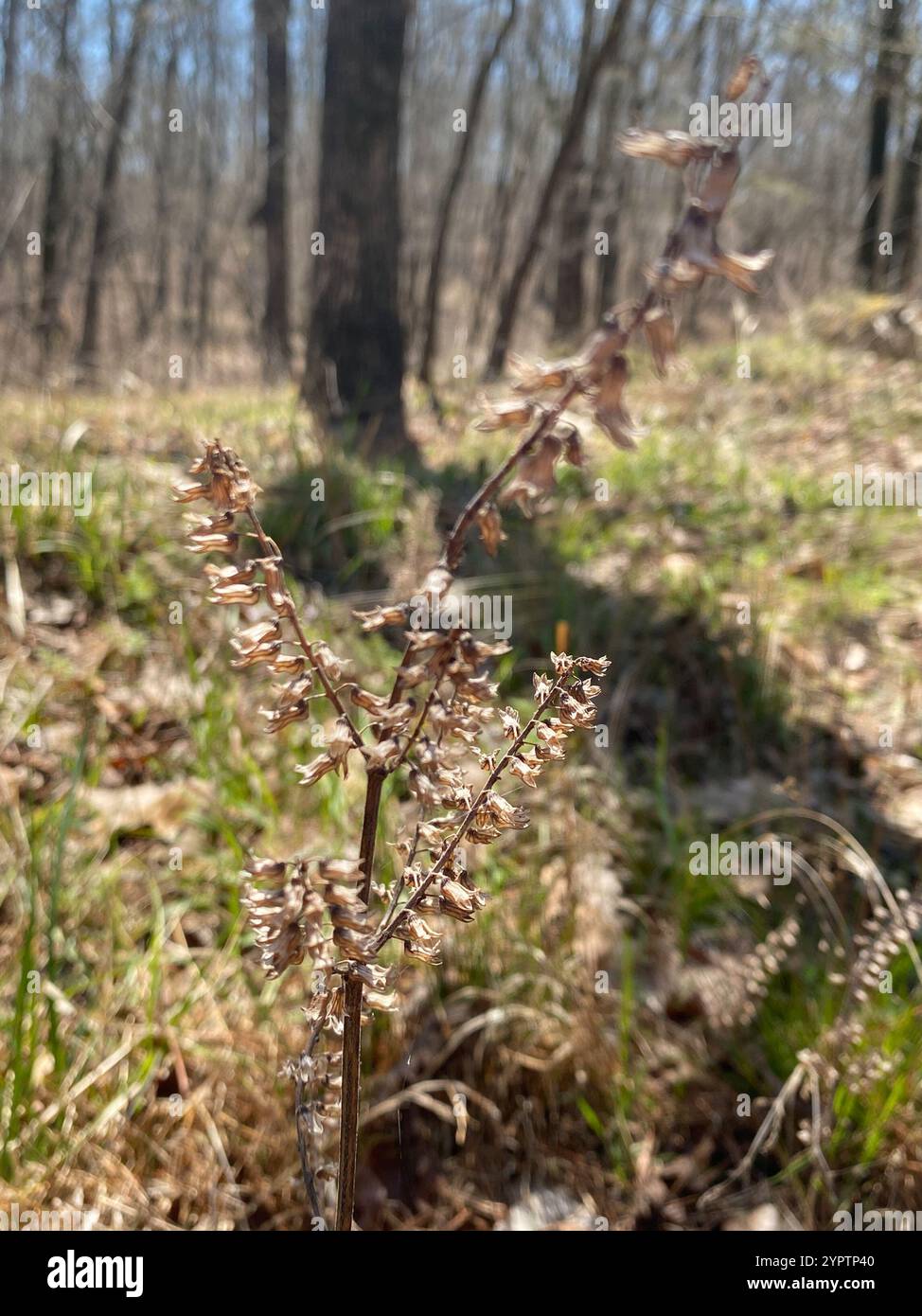 beefsteak plant (Perilla frutescens Stock Photo - Alamy