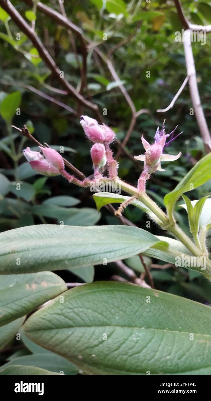 Glory bush (Pleroma urvilleanum Stock Photo - Alamy