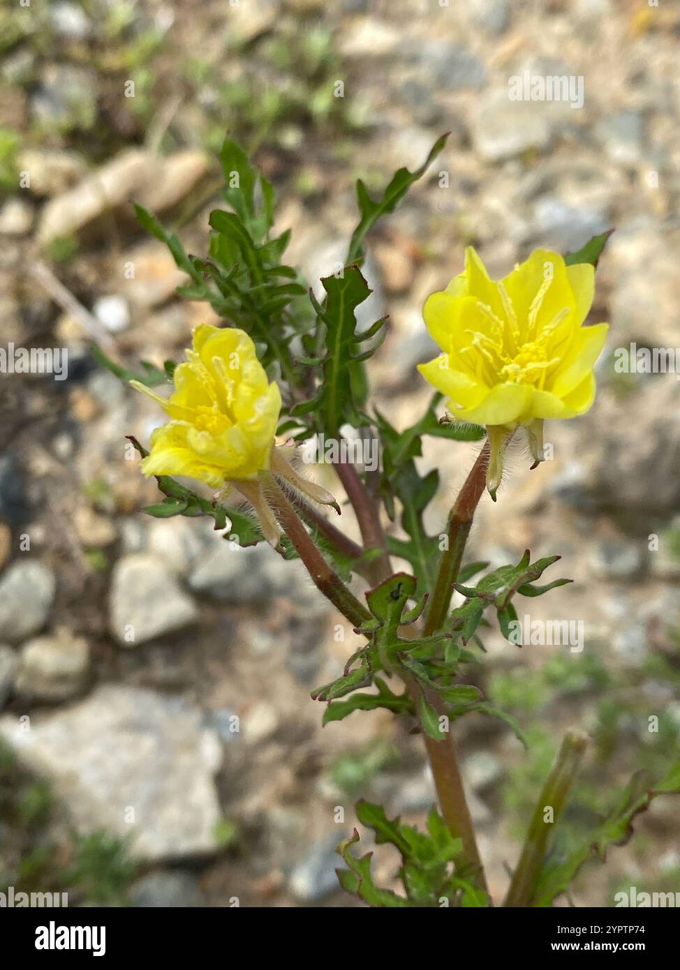 cutleaf evening primrose (Oenothera laciniata Stock Photo - Alamy