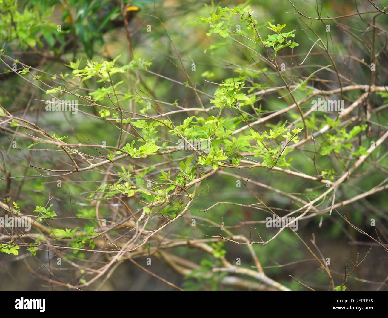 Five-leaved chaste tree (Vitex negundo Stock Photo - Alamy