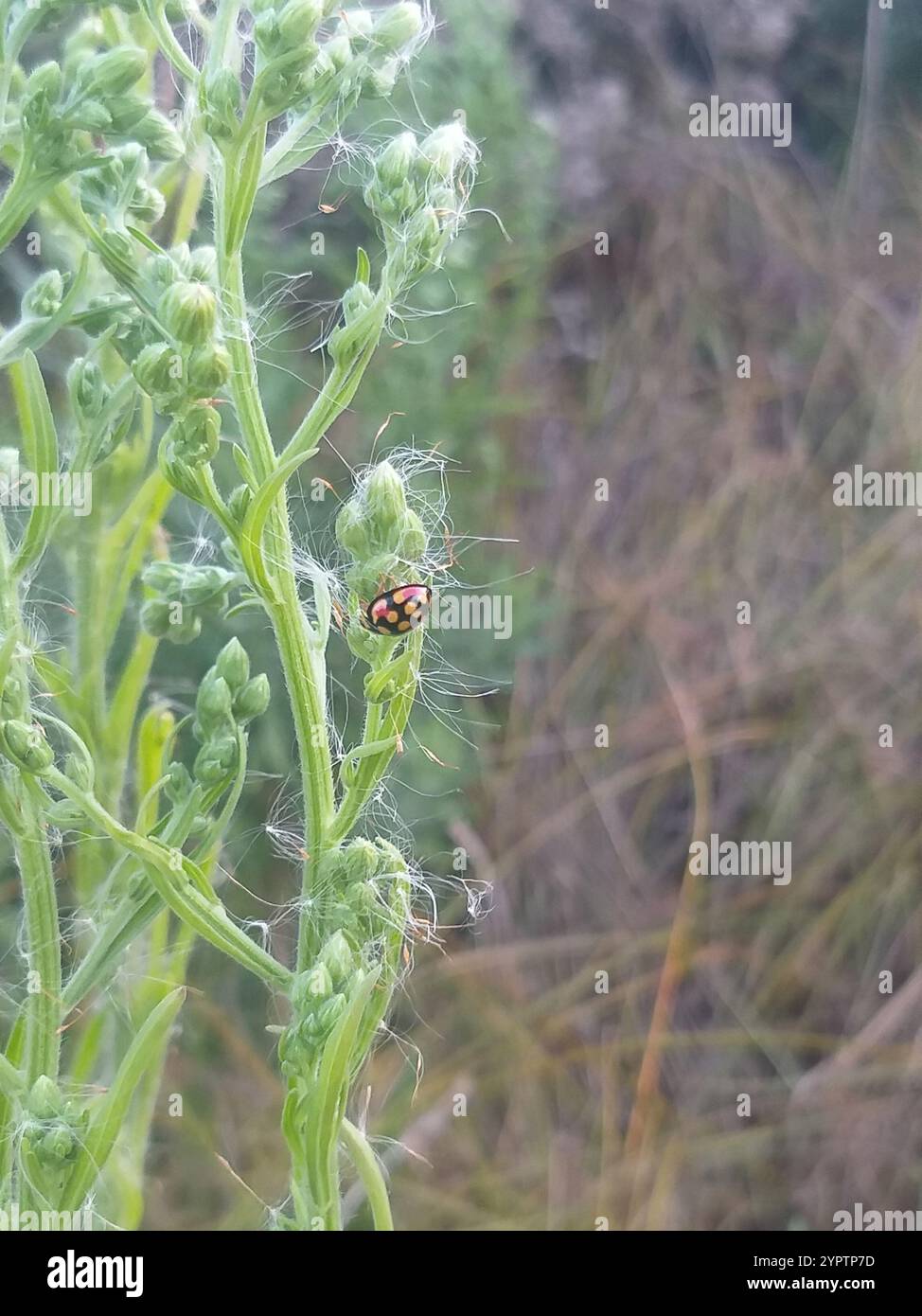 Sulfurous Lady Beetle (Cheilomenes sulphurea Stock Photo - Alamy