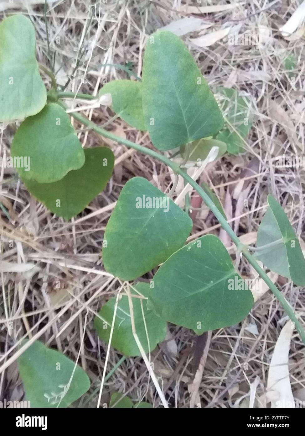 Moth Vine (Araujia sericifera Stock Photo - Alamy