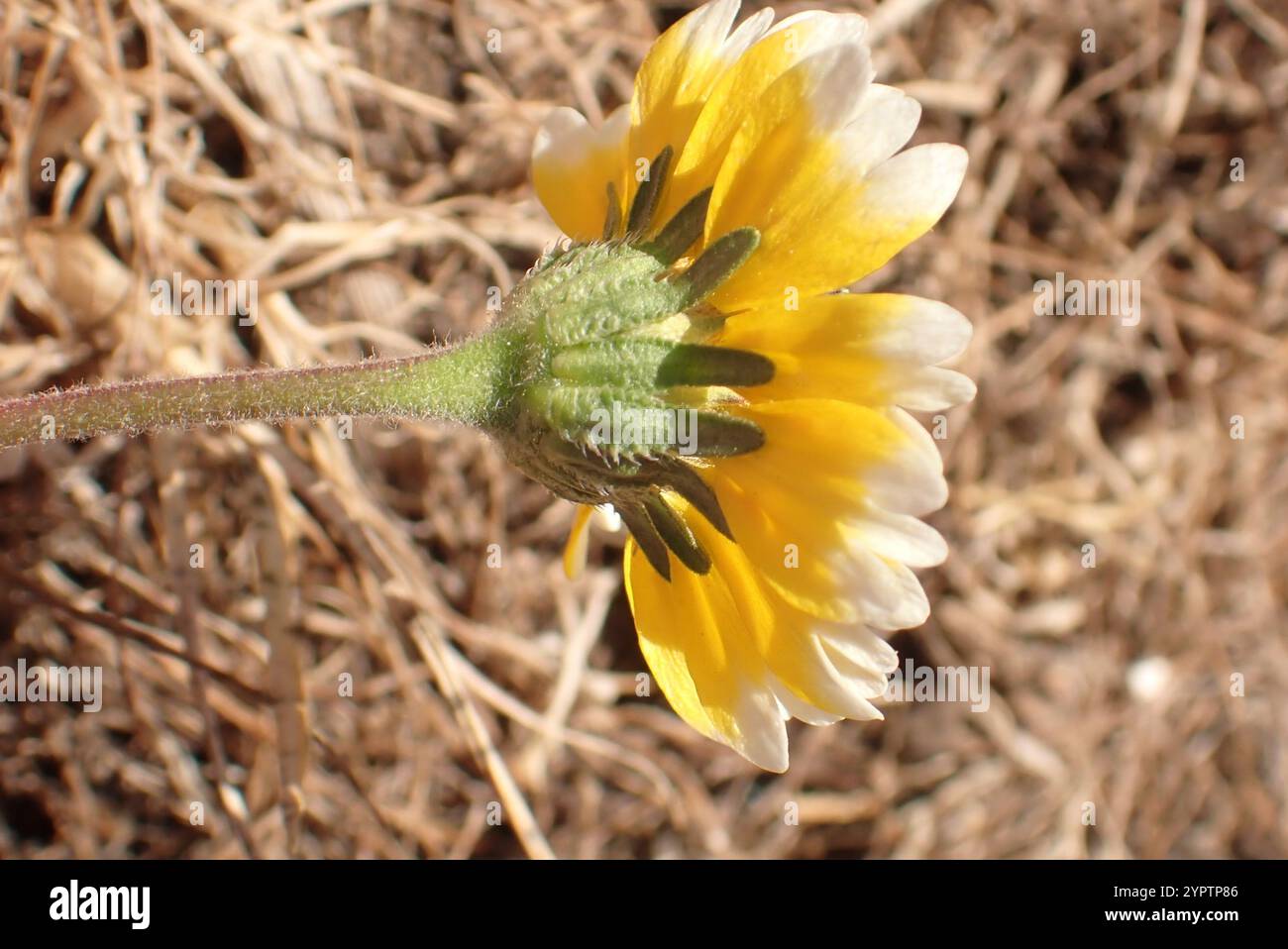 smooth tidytips (Layia chrysanthemoides Stock Photo - Alamy