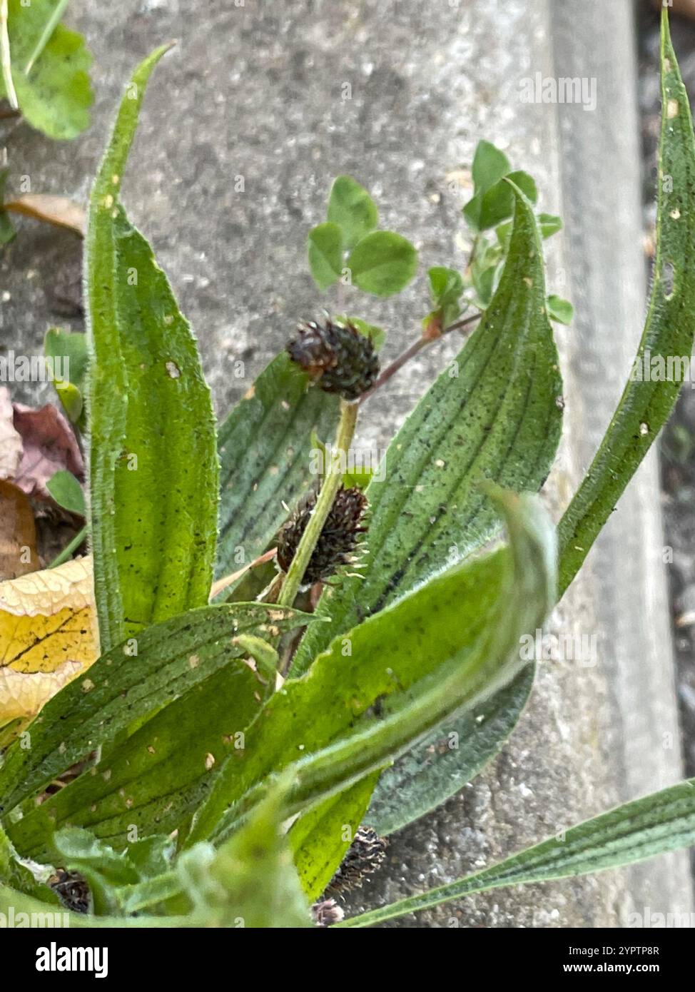 ribwort plantain (Plantago lanceolata Stock Photo - Alamy