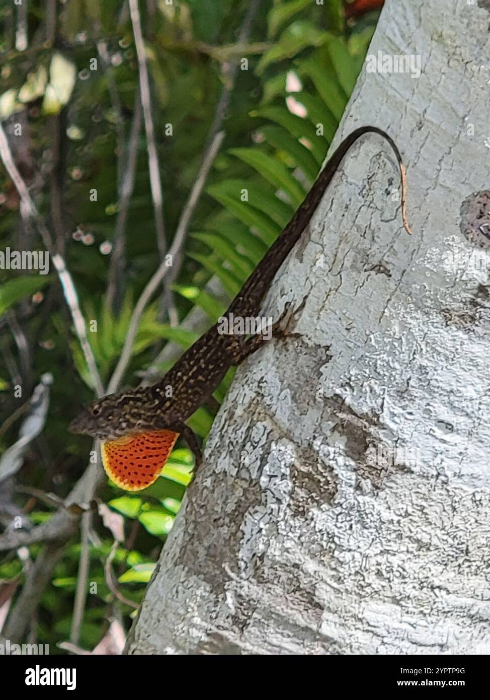 Brown Anole (Anolis sagrei Stock Photo - Alamy