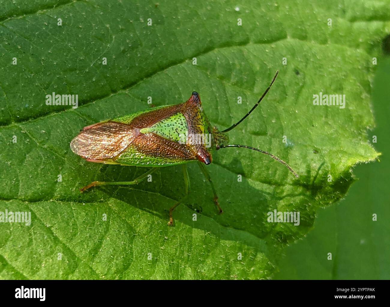Hawthorn Shield Bug (Acanthosoma haemorrhoidale Stock Photo - Alamy