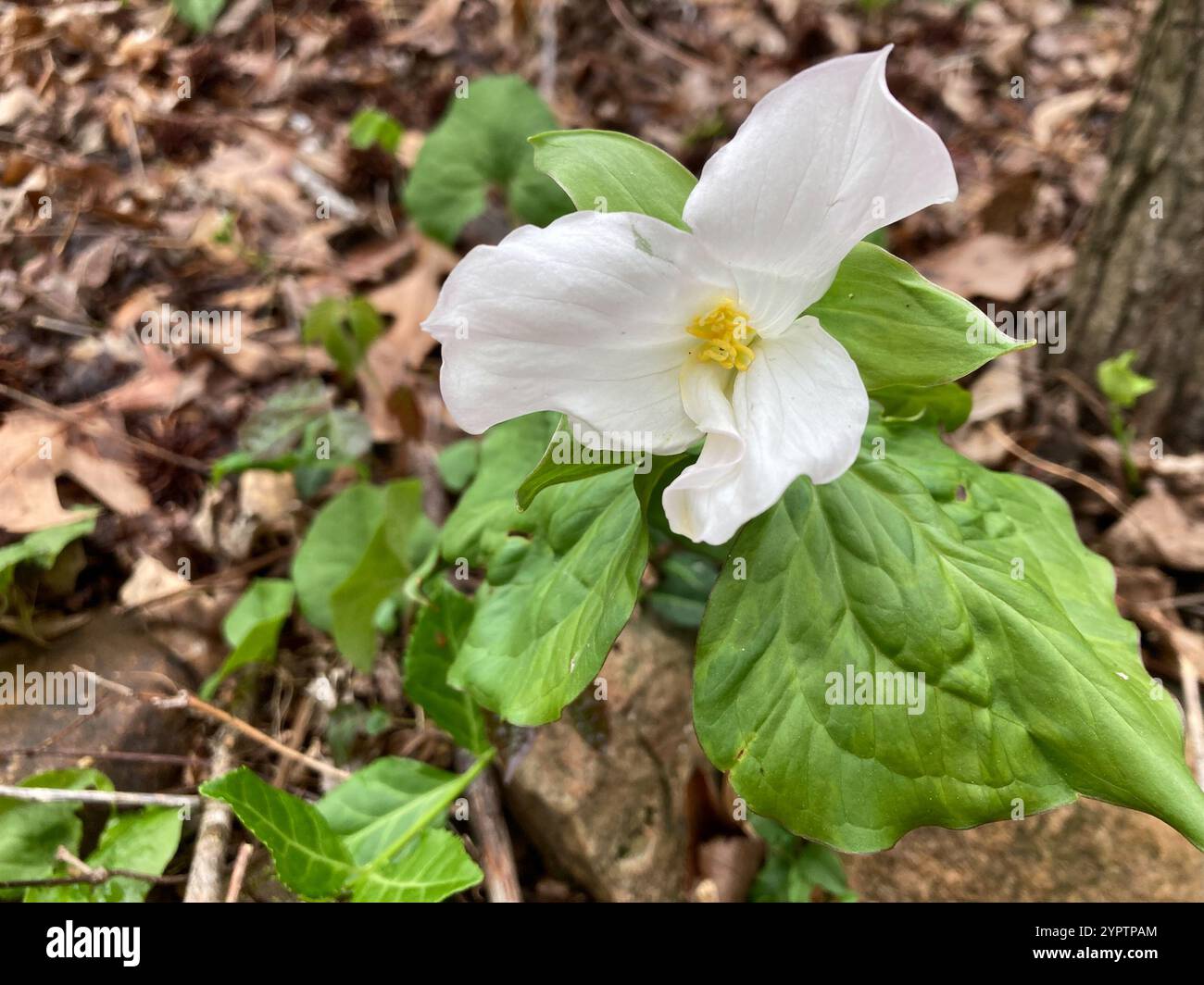 large white trillium (Trillium grandiflorum Stock Photo - Alamy