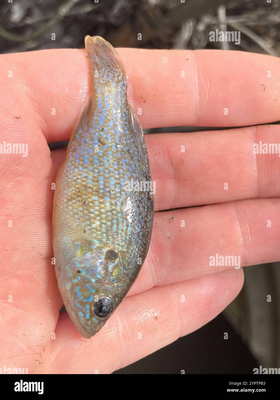 Green Sunfish (Lepomis cyanellus Stock Photo - Alamy