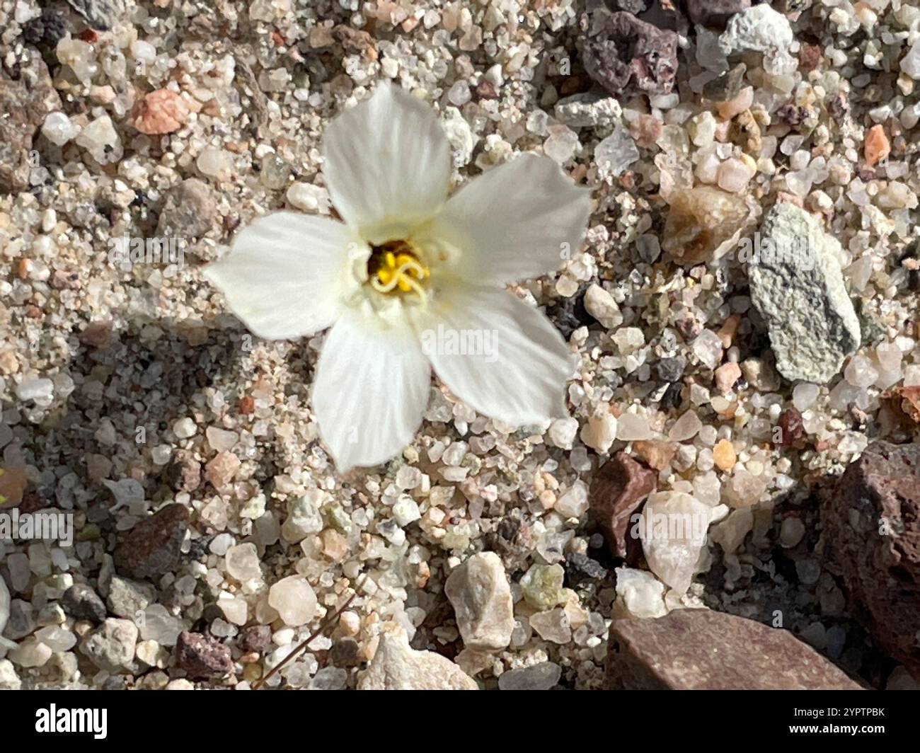 sandblossom (Linanthus parryae Stock Photo - Alamy
