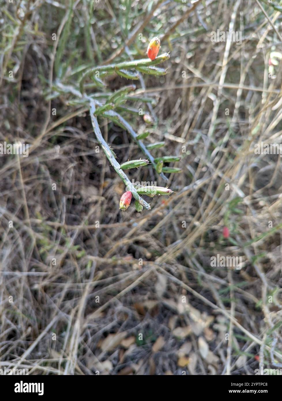 Christmas cholla (Cylindropuntia leptocaulis Stock Photo - Alamy