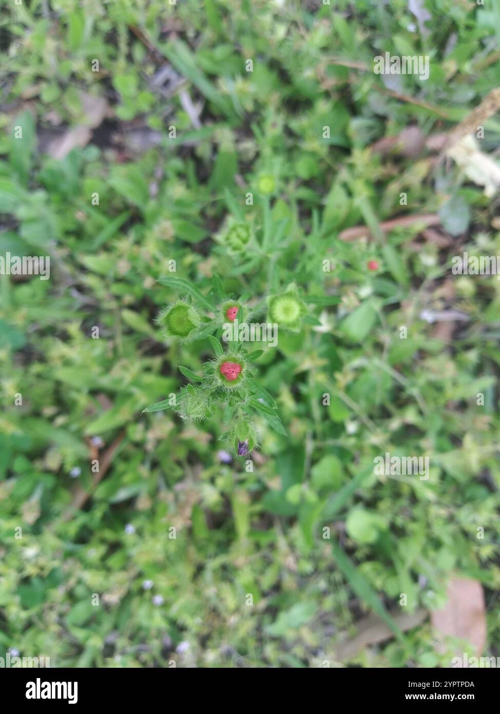 Carolina Bristlemallow (Modiola caroliniana Stock Photo - Alamy