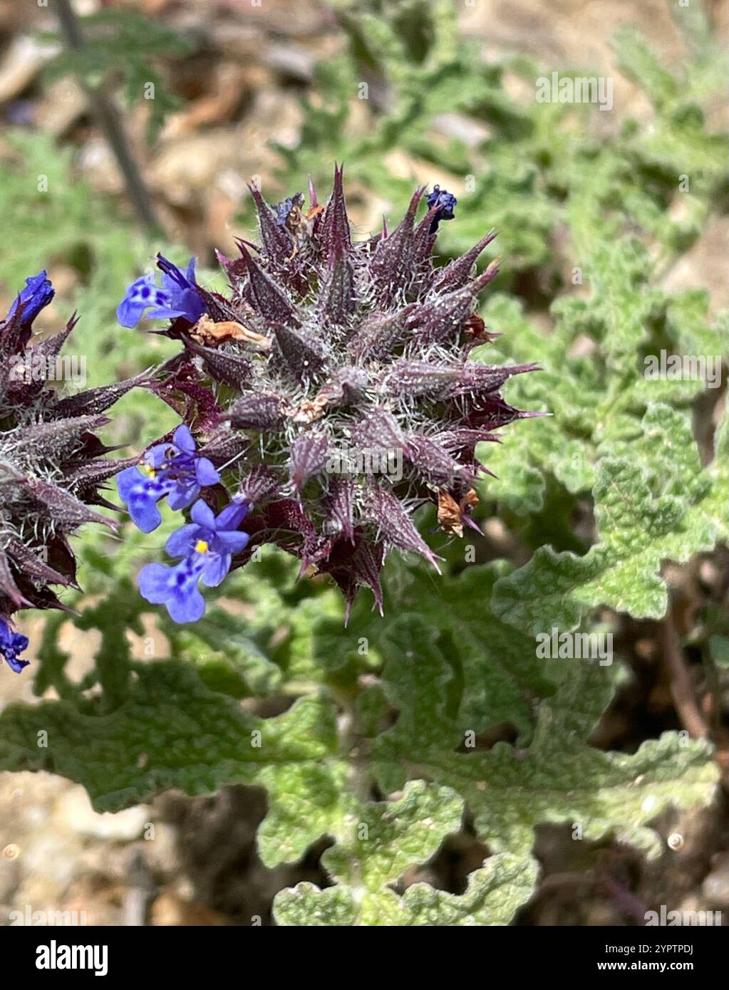 Chia (Salvia columbariae Stock Photo - Alamy