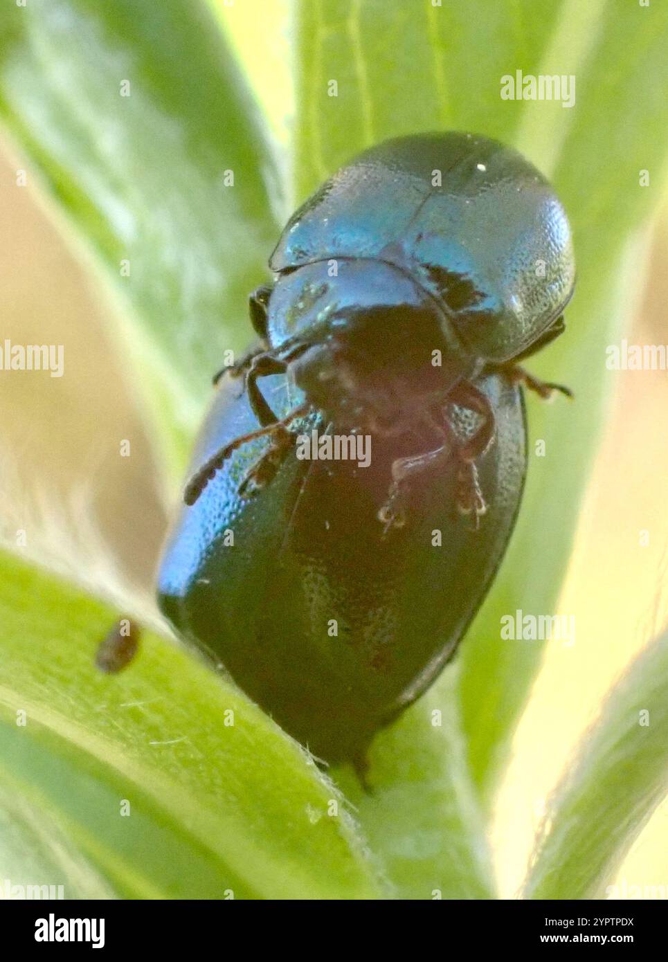 Willow Leaf Beetle (Plagiodera versicolora Stock Photo - Alamy