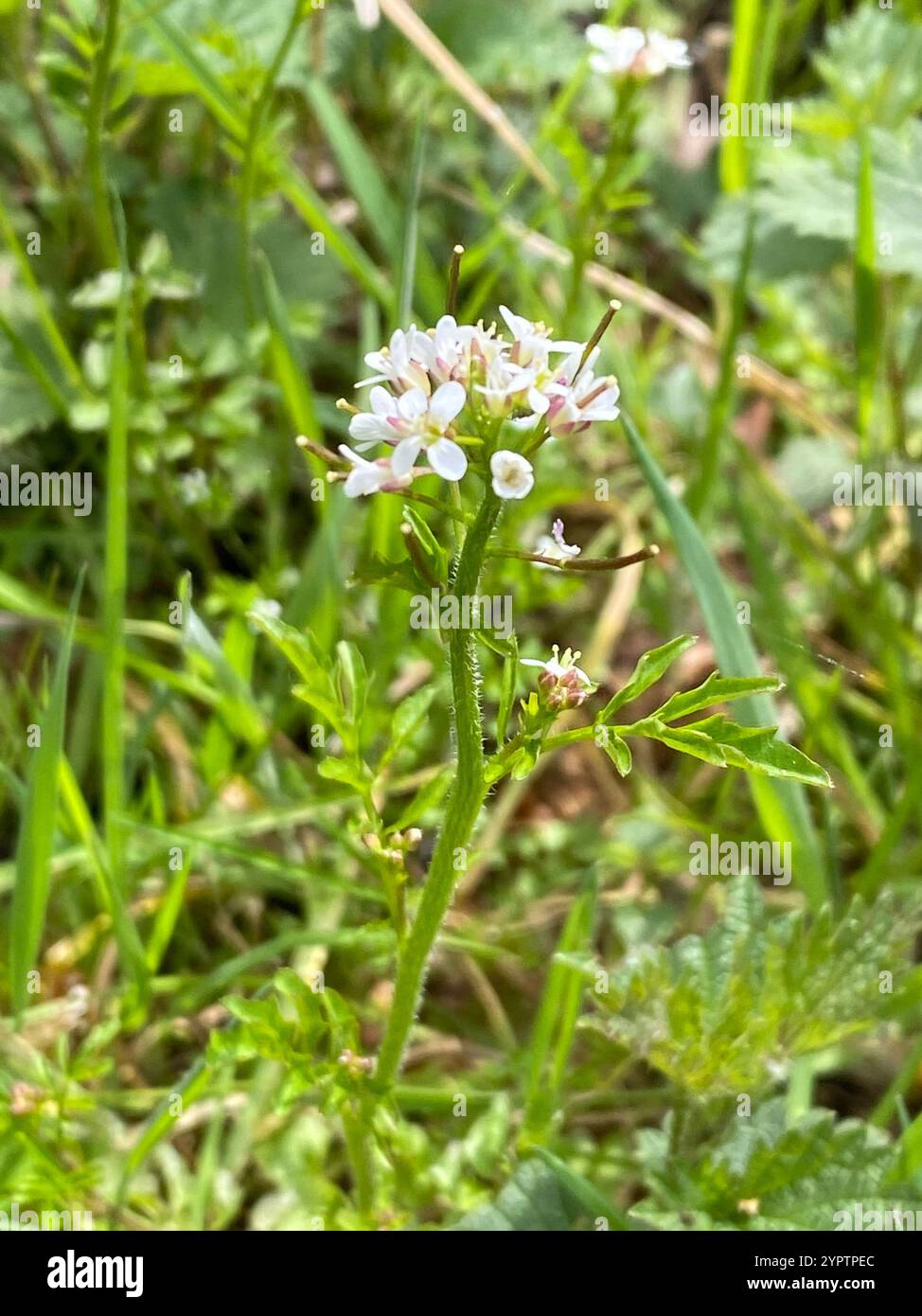 wavy bittercress (Cardamine flexuosa Stock Photo - Alamy