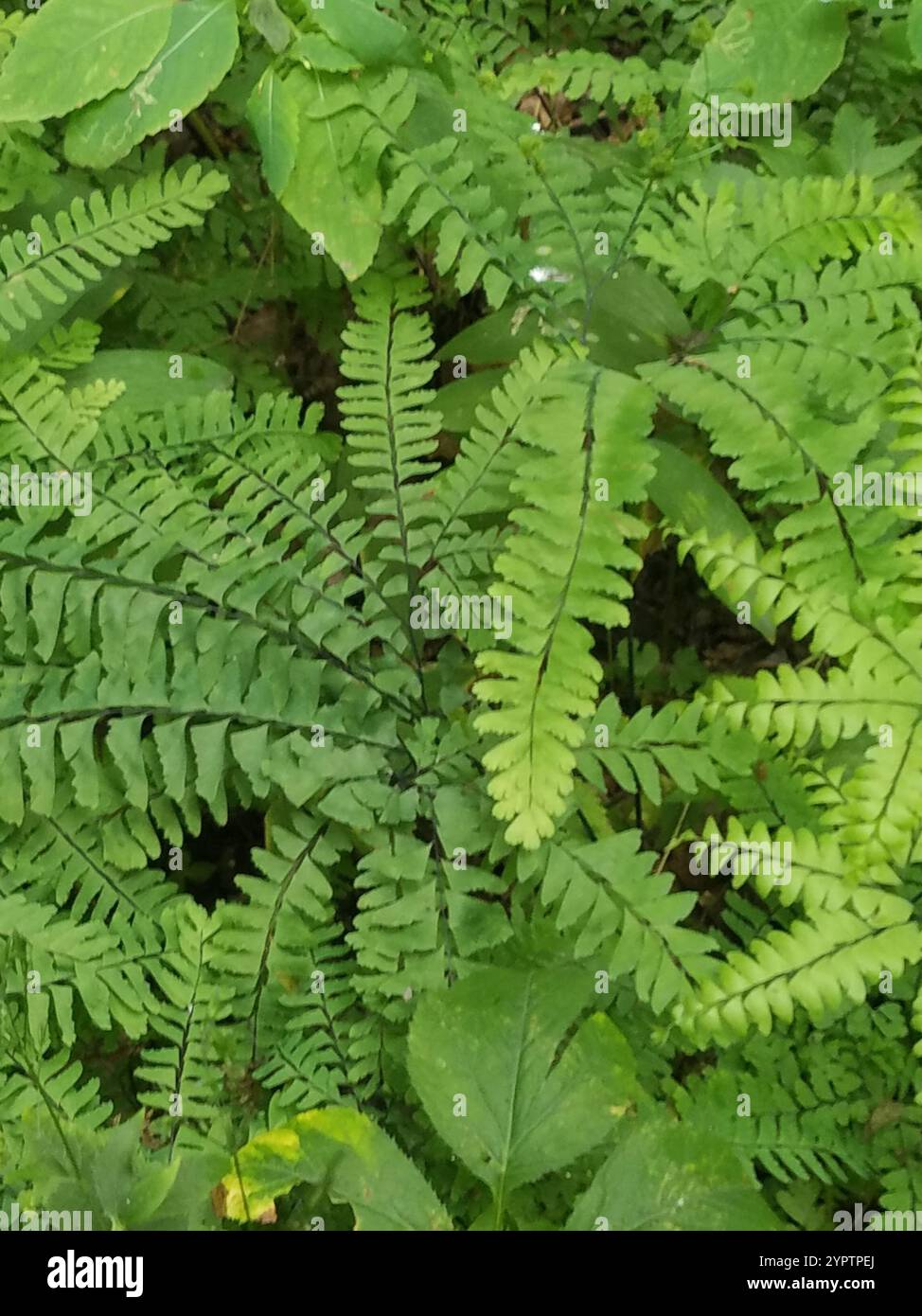 northern maidenhair fern (Adiantum pedatum Stock Photo - Alamy