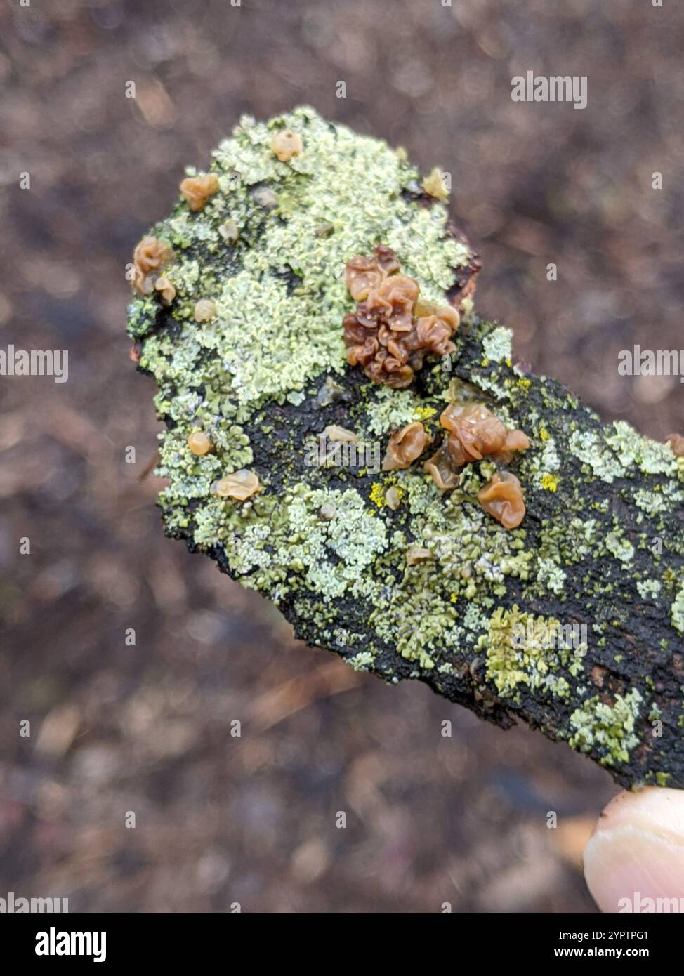 Leafy Brain (Phaeotremella foliacea Stock Photo - Alamy