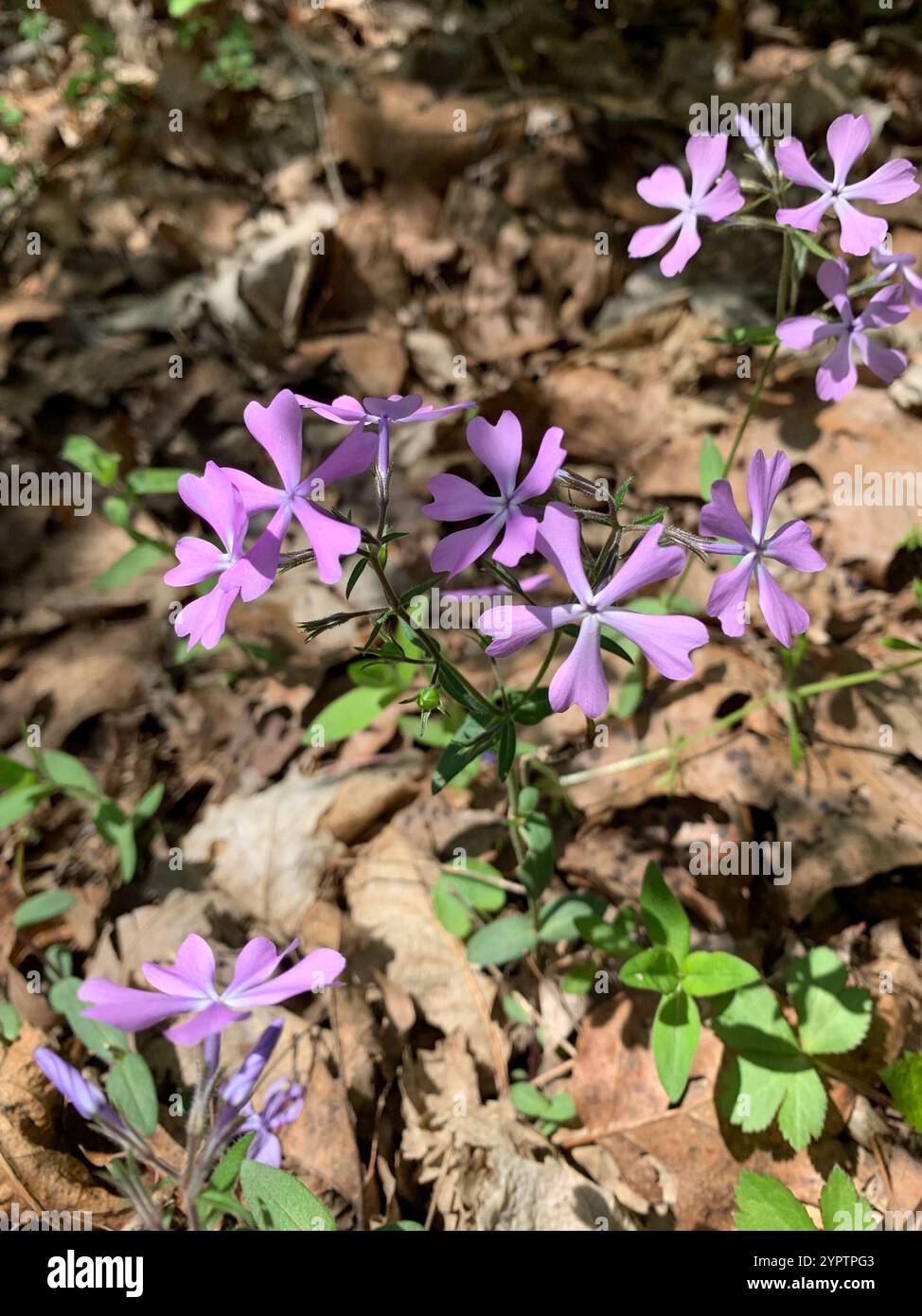 blue phlox (Phlox divaricata Stock Photo - Alamy
