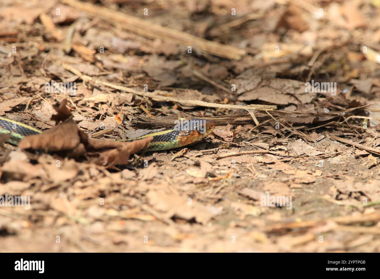 Valley Garter Snake (Thamnophis sirtalis fitchi Stock Photo - Alamy
