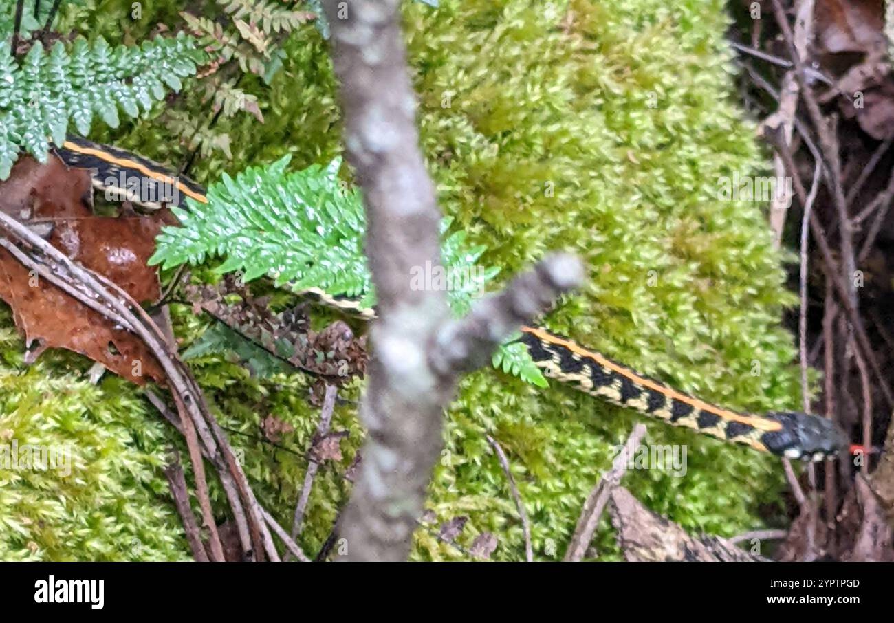 Black-necked Garter Snake (Thamnophis cyrtopsis Stock Photo - Alamy