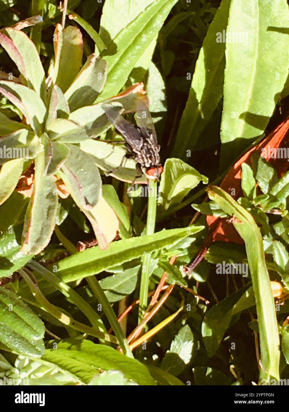 Common Flesh Flies (Sarcophaga Stock Photo - Alamy