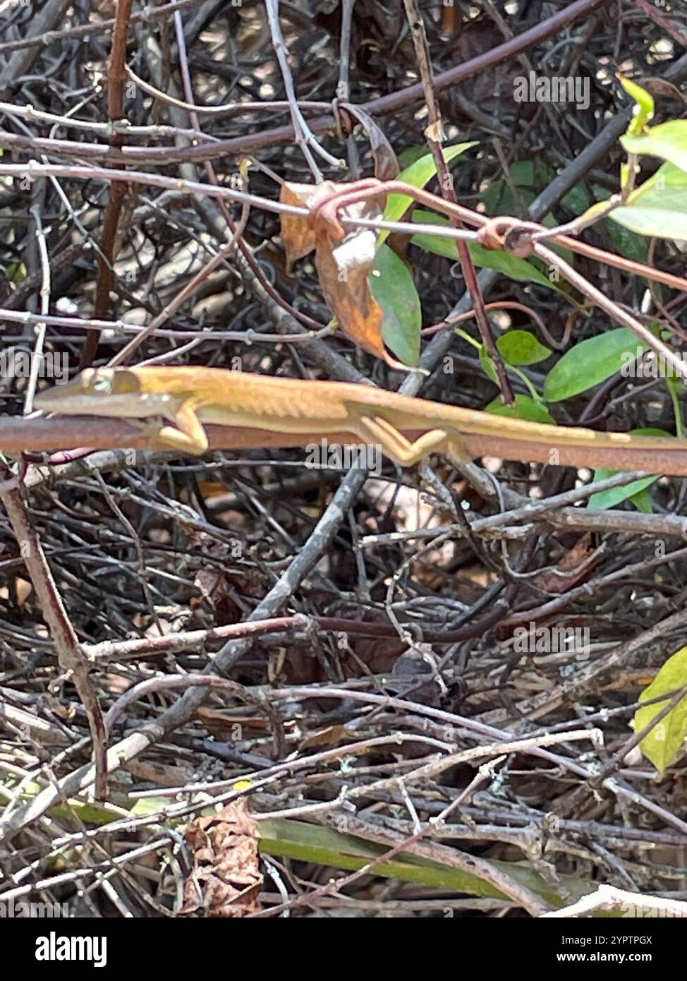 Green Anole (Anolis carolinensis Stock Photo - Alamy