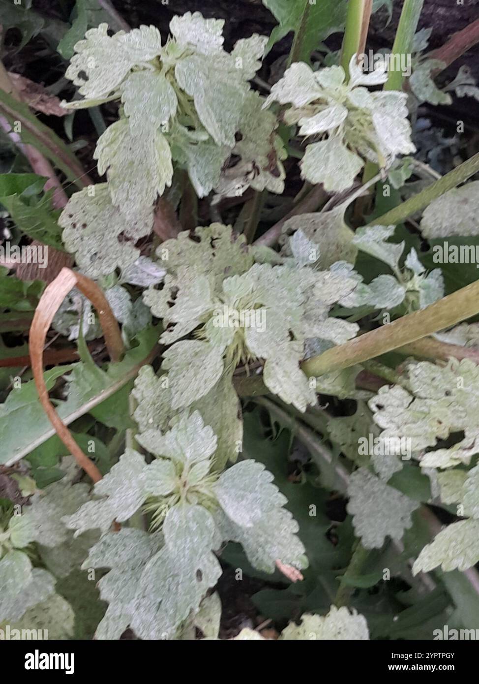 red deadnettle (Lamium purpureum Stock Photo - Alamy