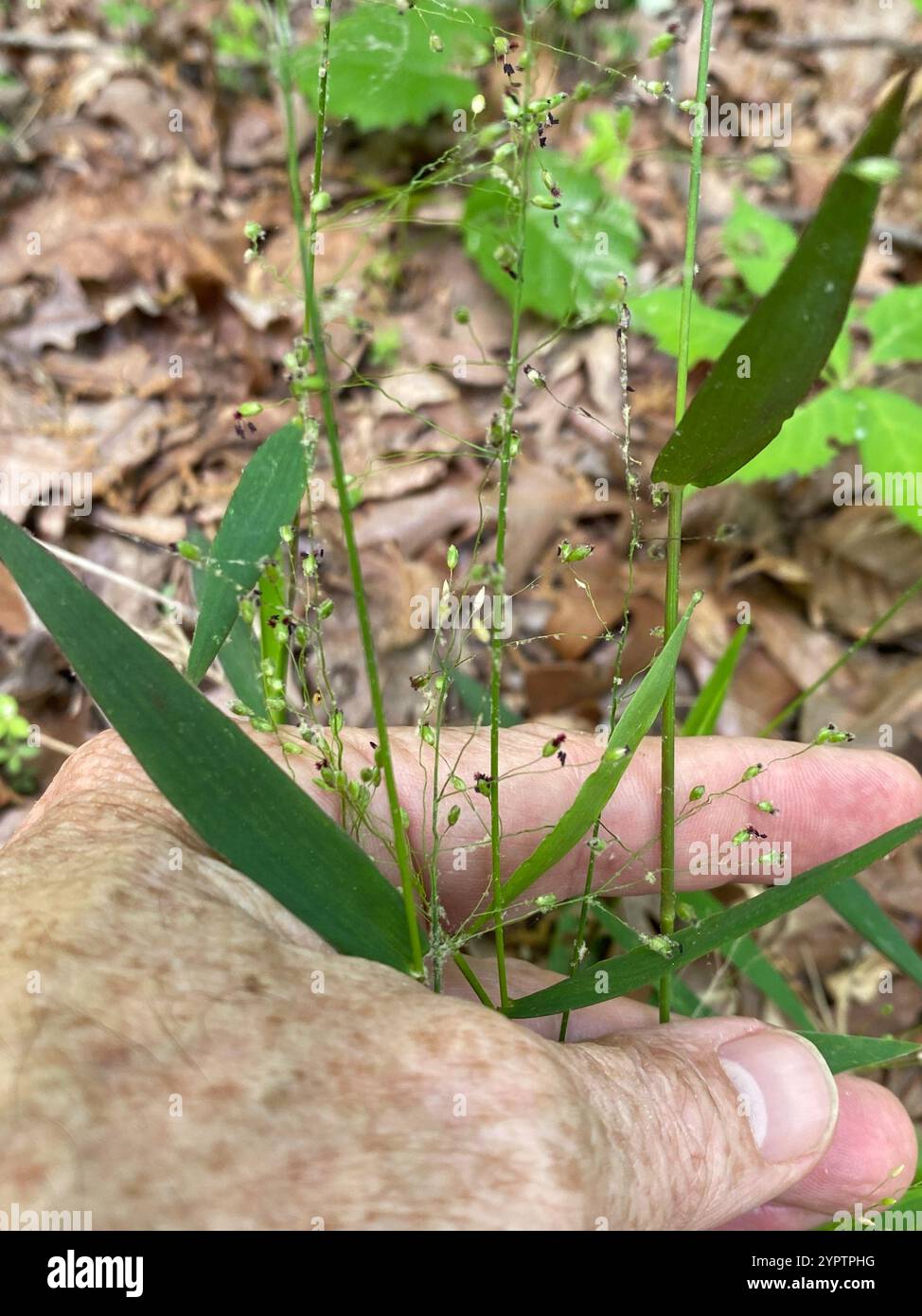 variable witchgrass (Dichanthelium commutatum Stock Photo - Alamy